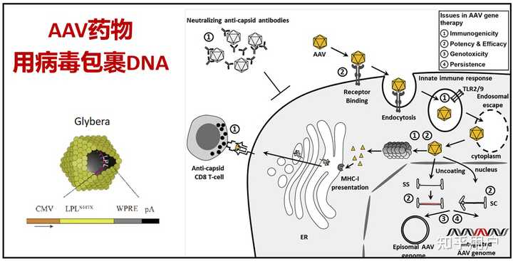 基因治疗的现状是怎么样的？未来是否有可能找到适用于所有基因疾病的有效普适疗法？ - 知乎