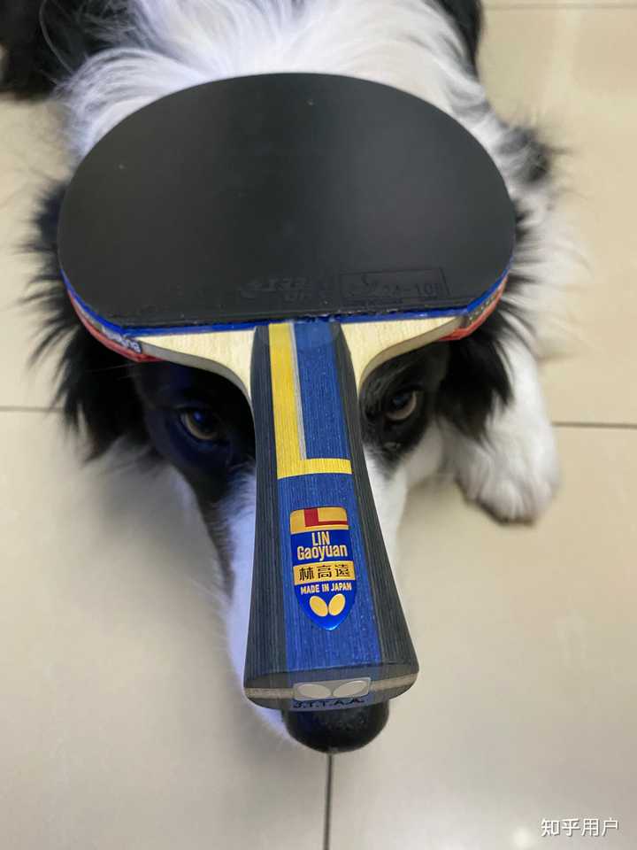 想选择合适自己的底板，三选一，樊振东salc，szlc及张继科szlc? - 知乎