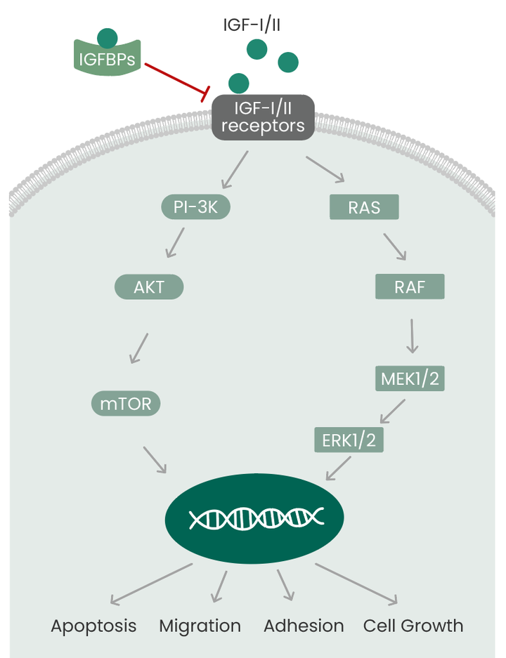 什么是胰岛素样生长因子结合蛋白 (IGFBP) ？ - 知乎