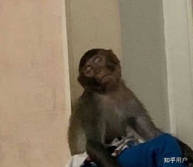 请问大家有没有猴子的表情包？ - 知乎
