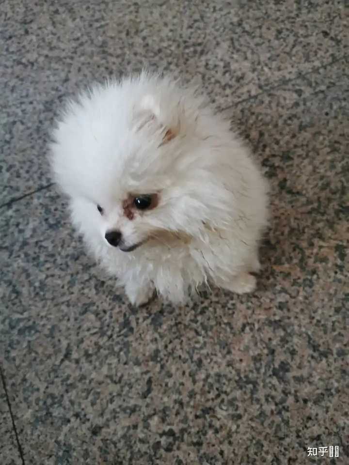 狗狗得了犬瘟（狗瘟）还能治好吗？ - 知乎