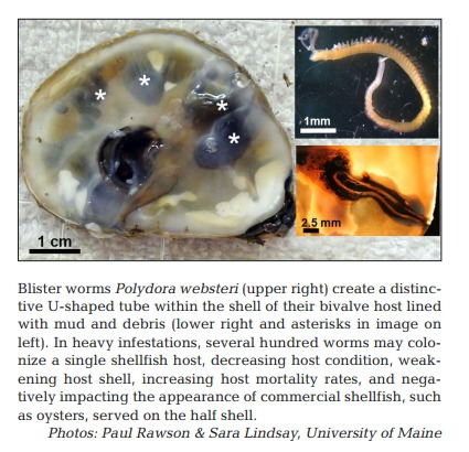 这是什么虫子?生蚝里面的? - 知乎