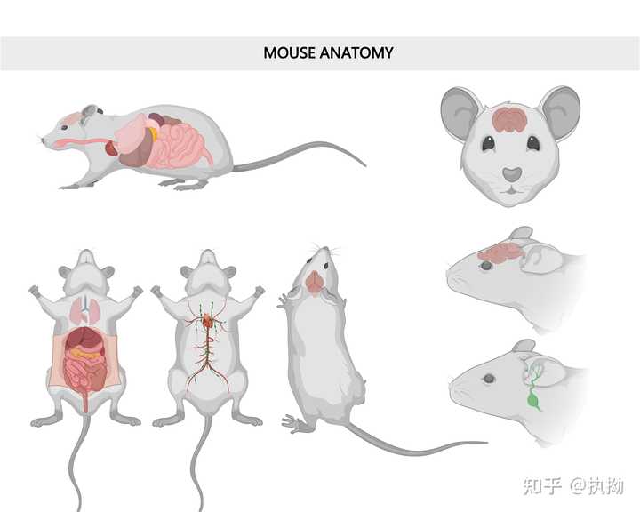 Biorender做完图，截图出来的图能用吗，会不会侵权? - 知乎