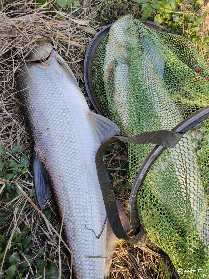 在比较浅的小溪里生活的小鱼是什么种类的鱼？ - 知乎