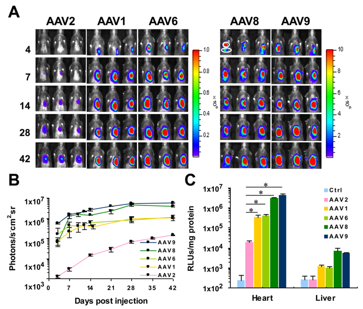 腺相关病毒（AAV）如何用于心脏疾病研究？如何选择适当的血清型和注射方式？ - 知乎