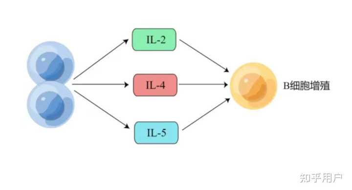 细胞因子到底是蛋白质还是基因？ - 知乎
