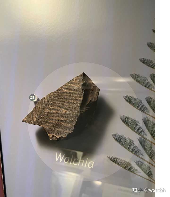 地球发展史？白垩纪，侏罗纪，三叠纪二叠纪。等等！是什么先后顺序？ - 知乎
