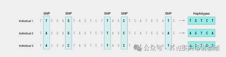 想请教一下基因组SNP分析基本方法和流程是？ - 知乎