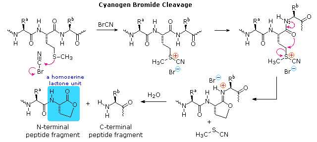 请问BrCN是如何分解多肽的，切割多肽链的哪里？ - 知乎