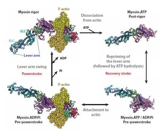 为什么ATP水解释放能量？ - 知乎