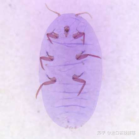 榴莲的编号和命名是怎么来的？ - 知乎