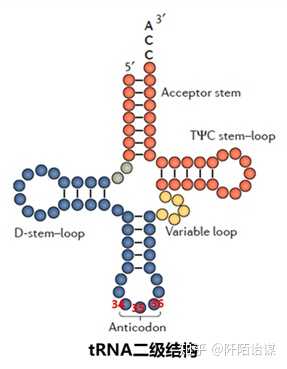 tRNA到底有多少种? - 知乎