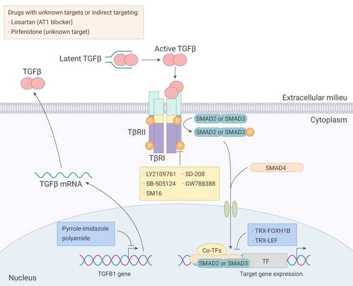 TGF-β是什么？ - 知乎