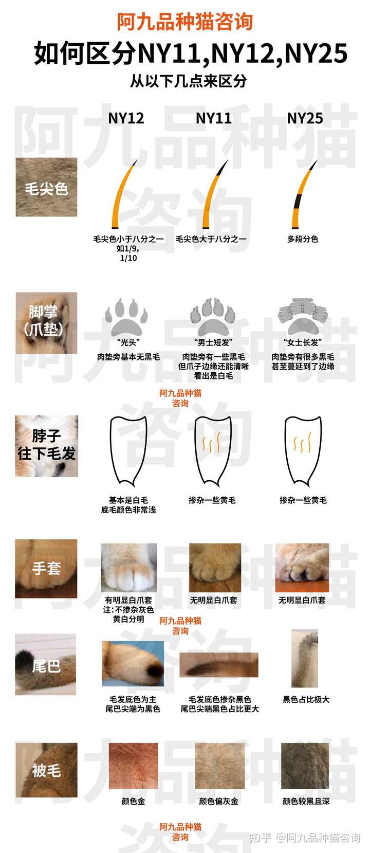 新手如何鉴别金渐层色号NY25、NY11、NY12的区别? - 知乎