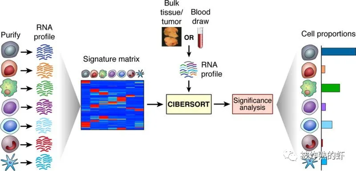 R语言cibersort算法为啥运行不出？ - 知乎