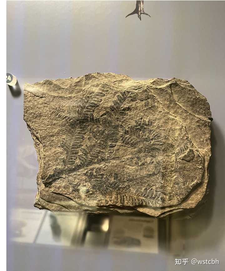 地球发展史？白垩纪，侏罗纪，三叠纪二叠纪。等等！是什么先后顺序？ - 知乎