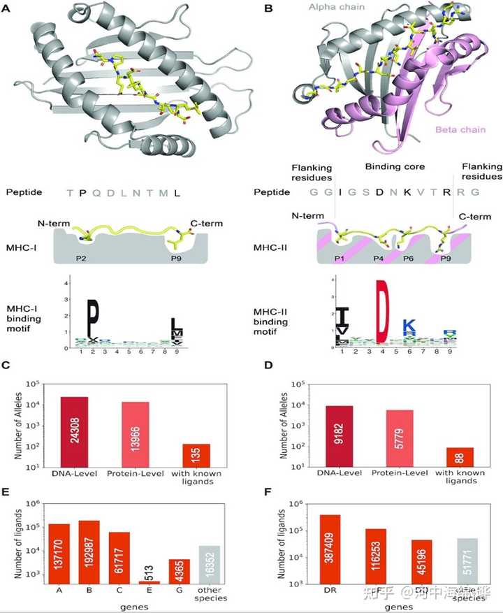 求助医学免疫学问题：每个人体内有多少个经典 HLA 基因的编码产物? - 知乎