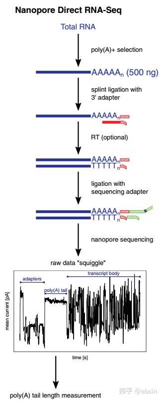 ma真核生物的mRNA全都具有poly(A)尾和甲基鸟苷帽吗？ - 知乎