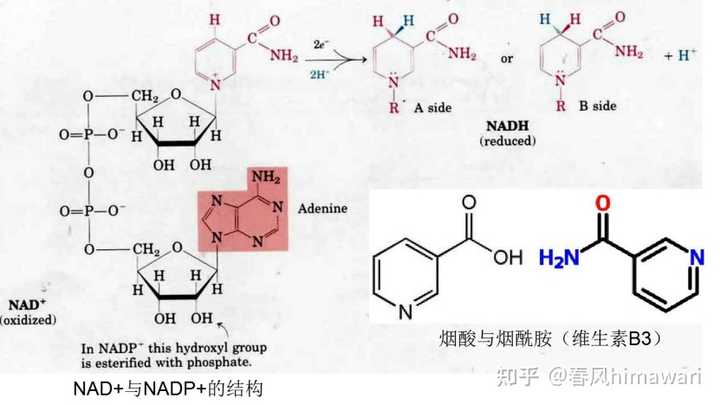 NADP，NAD，FMN，FAD，COA共有的分子结构是什么？意义何在？ - 知乎
