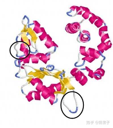 蛋白质结构中的loop 翻译成中文是什么？ - 知乎