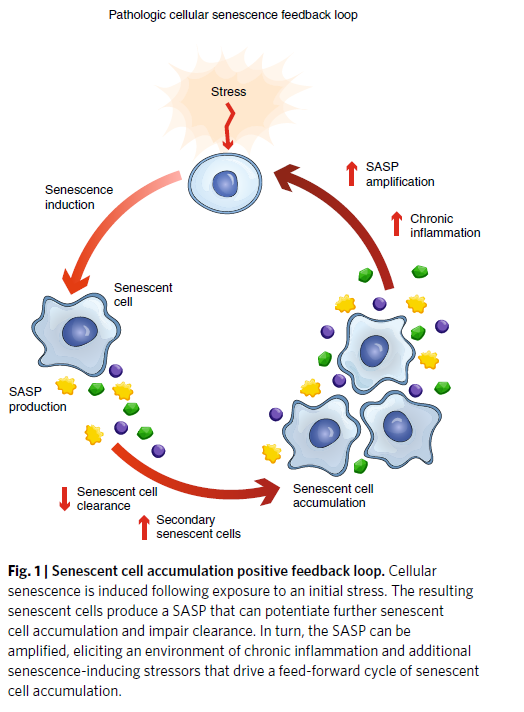 人类有机会延缓或阻止衰老，从而延长寿命吗？ - 知乎