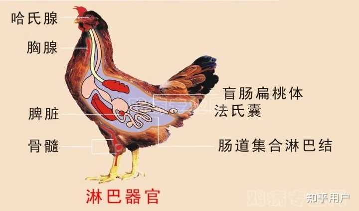 鸡到底有没有淋巴结呢？ - 知乎