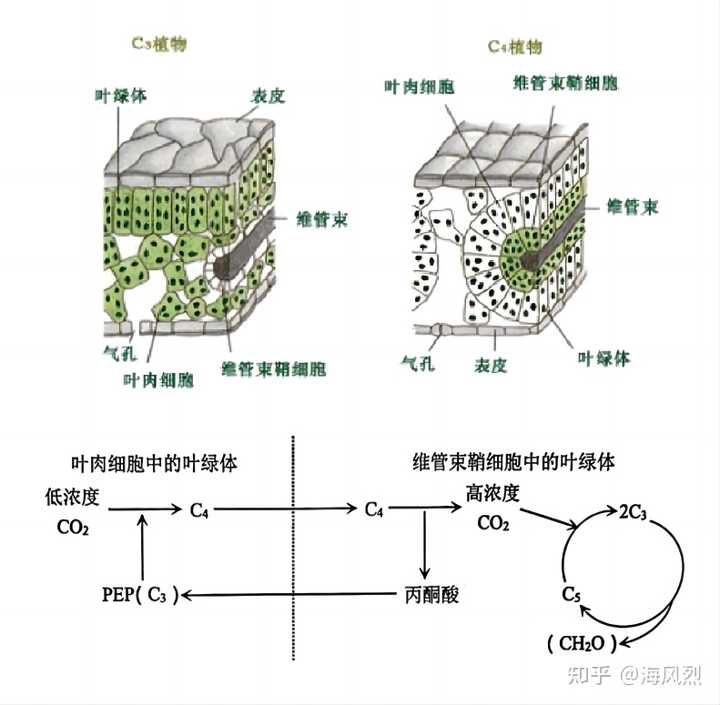 常见的CAM植物有哪些？ - 知乎