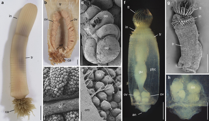 电影《沙丘 2》怎么样，符合你的预期吗？ - 知乎