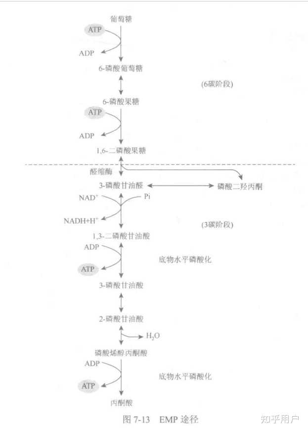 微生物的四种糖酵解途径中，哪个是存在于大多数微生物体内的一条主流代谢途径? - 知乎