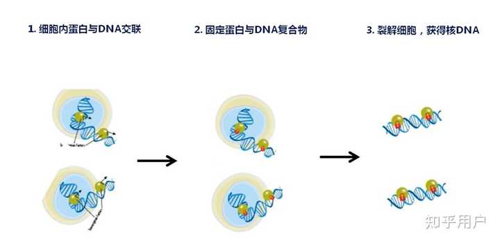 能讲解一下ChIP qPCR实验的详细步骤吗? - 知乎