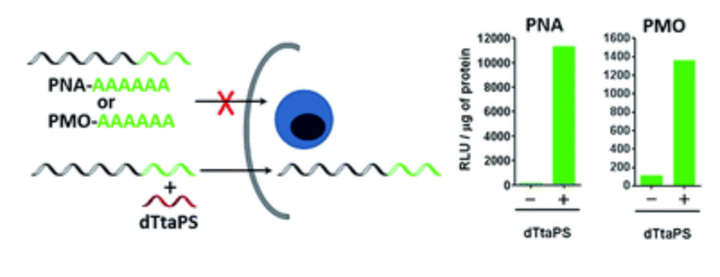 pna（肽核酸）是怎么被发现的？还是化学家为了dna修复而设计的另一条链？ - 知乎