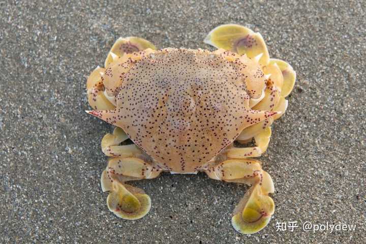 北海抓到的蟹（最后放生了） 这个是什么蟹? - 知乎