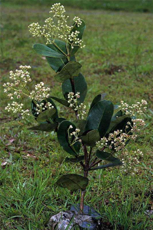 有哪些仅含有单一已描述物种的属以上分类单元？ - 知乎