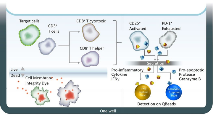 流式细胞术可以用来测定什么？ - 知乎