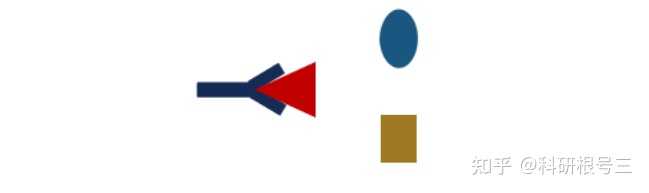 IP、co-IP、pulldown三者的差别有哪些呢？ - 知乎