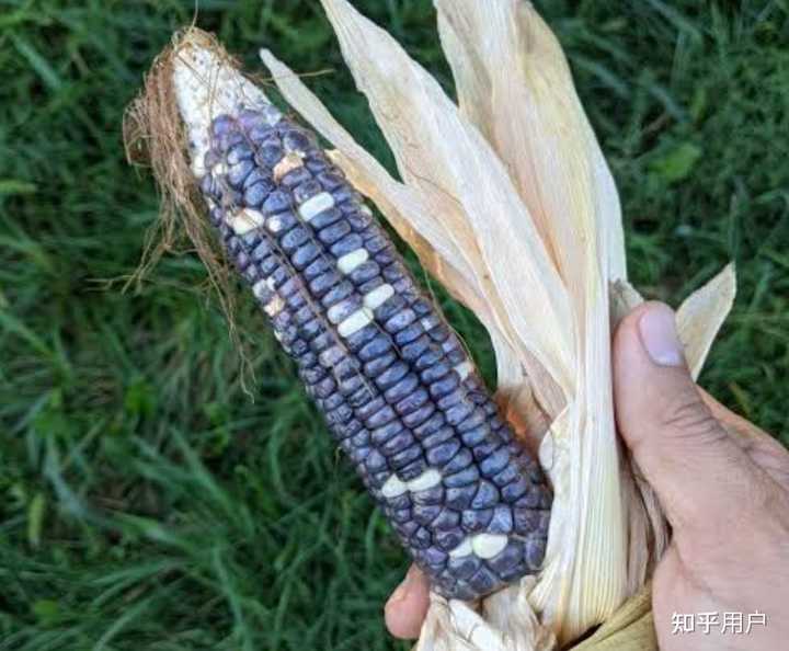 彩色玉米五颜六色的颜色是怎么来的？ - 知乎