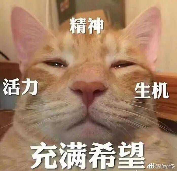 大家,有没有猫的沙雕表情包? 知乎