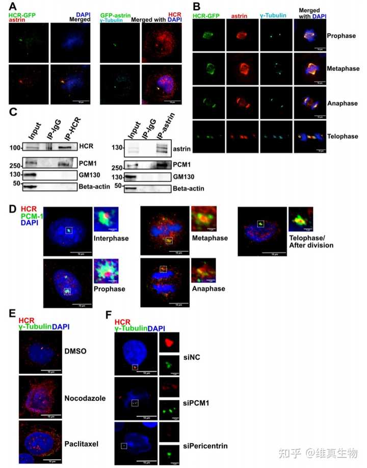 敲除细胞系如何构建？ - 知乎