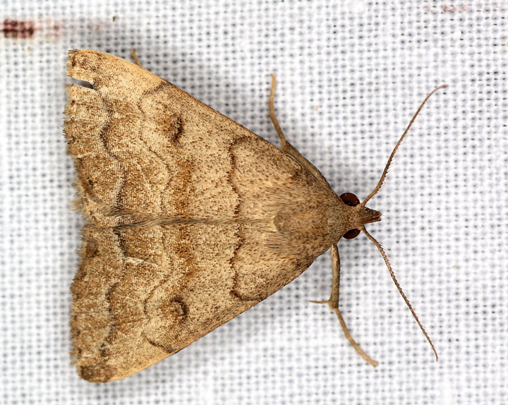 如何区分各种蛾类，比如夜蛾、螟蛾、灯蛾、毒蛾、尺蛾等各种蛾？ - 知乎