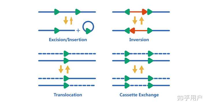 Cre/LoxP重组酶系统的工作原理是什么？ - 知乎