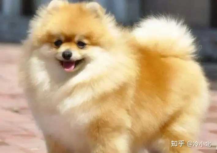常见的小型犬有哪些品种？ - 知乎