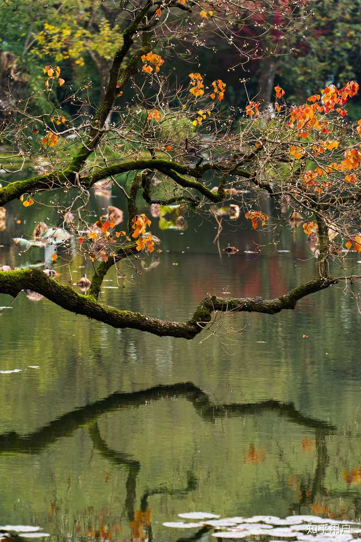 索尼A7C2和尼康ZF怎么选？ - 知乎