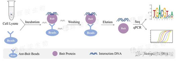 能讲解一下ChIP qPCR实验的详细步骤吗? - 知乎