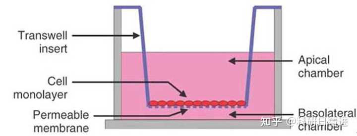 请问有transwell实验详细的操作步骤吗？ - 知乎