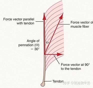 Muscle fiber pennation angle求解释？ - 知乎