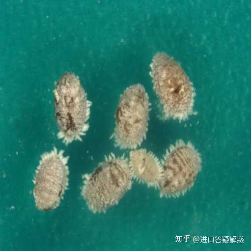 榴莲的编号和命名是怎么来的？ - 知乎