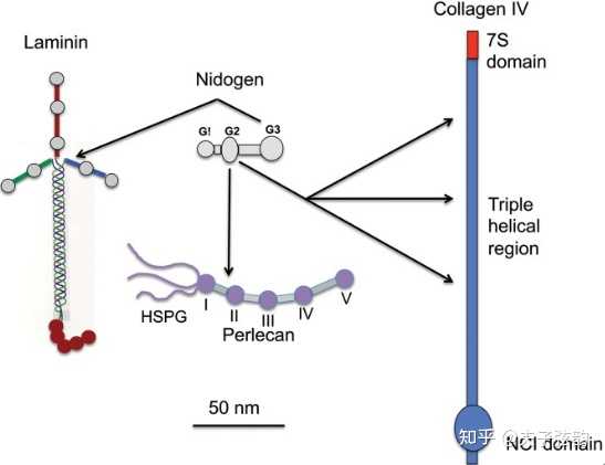 nestin和nidogen有什么区别？ - 知乎