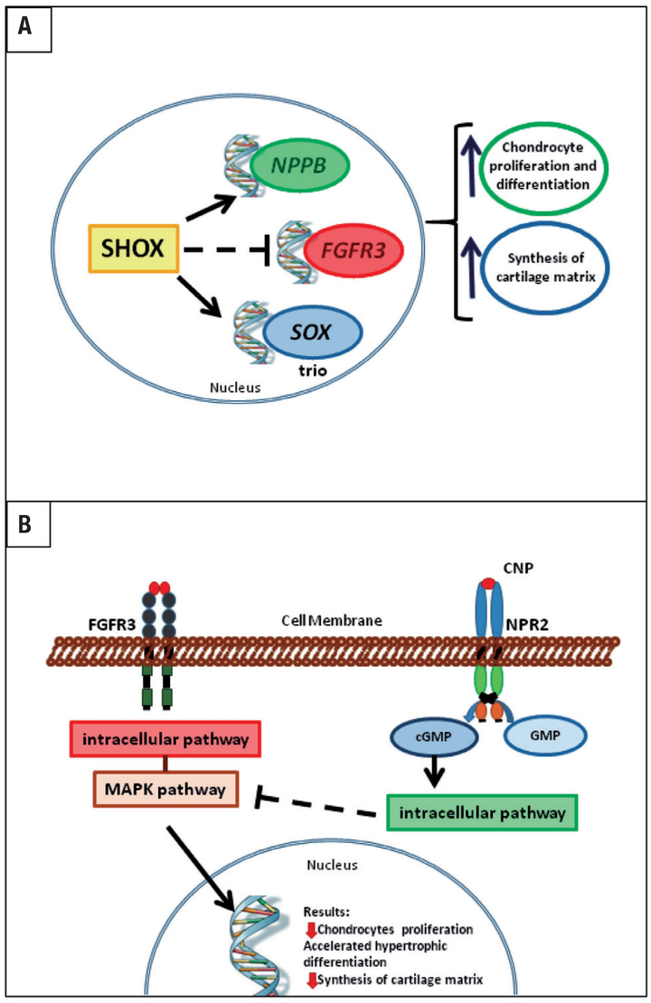 为什么只有一条X染色体会发育不全？ - 知乎
