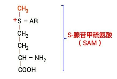 什么是SAM-e？ - 知乎