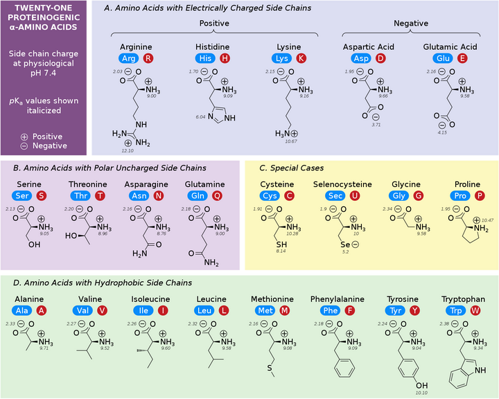 2022 年诺贝尔化学奖授予点击化学和生物正交化学，夏普莱斯第二次获奖，有哪些信息值得关注？ - 知乎
